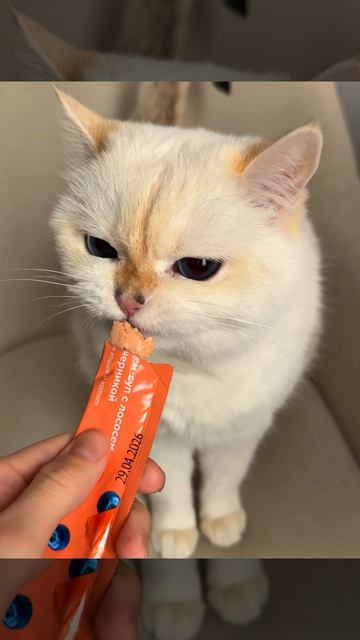 Обзор: FLORIDA Крем-суп для кошек с лососем и черникой 😻
