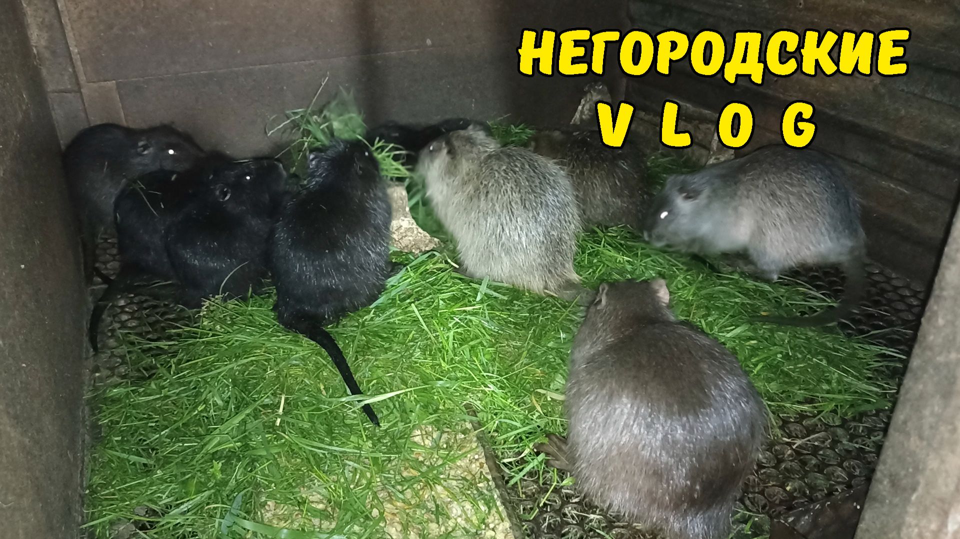 Фруктов в этом году опять не будет. Кормлю НУТРИЙ. 25.05.26