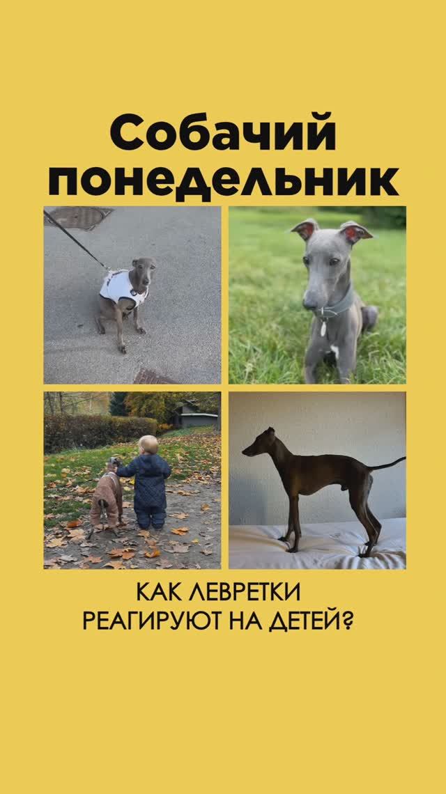КАК ЛЕВРЕТКИ РЕАГИРУЮТ НА ДЕТЕЙ?