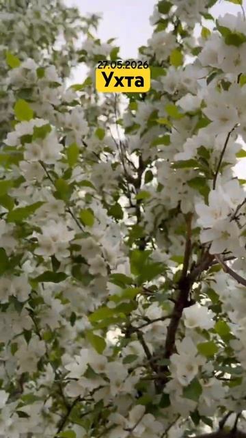 #Ухта …зацвела яблоня…Республика Коми…27.05.2026
