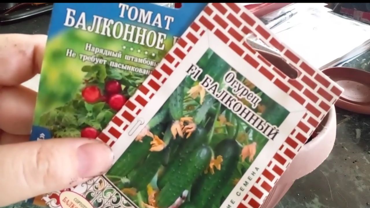 Высадила проросшие семена. Огурцы. Помидоры. На окне. Дома. Балконные помидоры. Балконные огурцы. f1