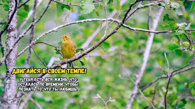 Двигайся в своём темпе!