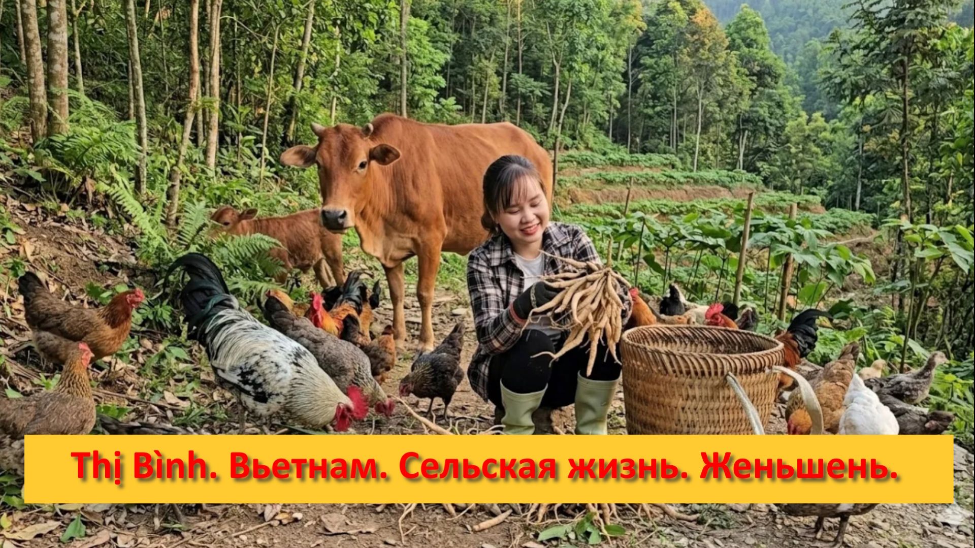 Thị Bình. Вьетнам. Сельская жизнь. Женьшень.