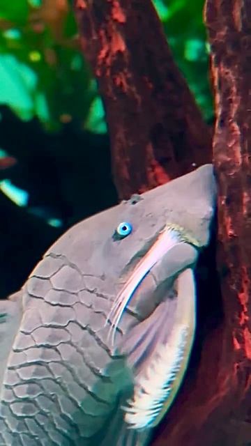 Panaque cochliodon /голубоглазый панак/