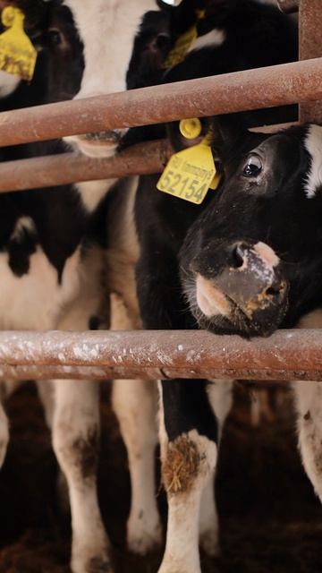 Счастливых выходных от наших любопытных носов! 🐮