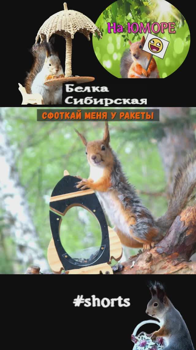 Белка позирует у кормушки ракеты