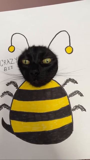 Котошмель 😺