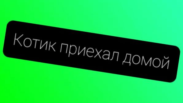 Котик приехал домой