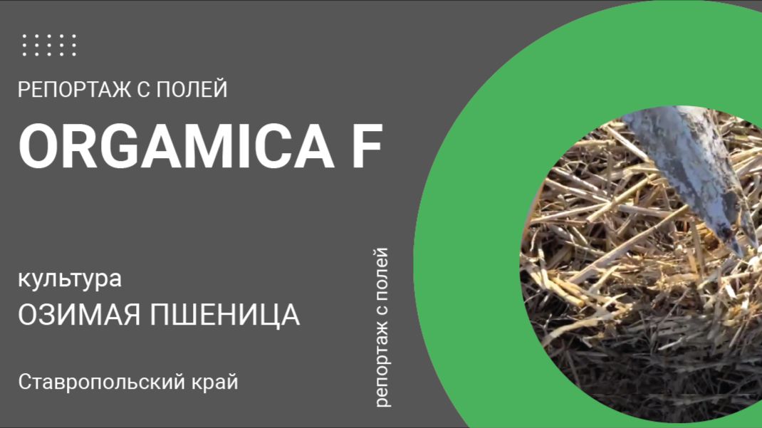 Репортаж с полей. Применение Orgamica F в Ставропольском крае, продолжение