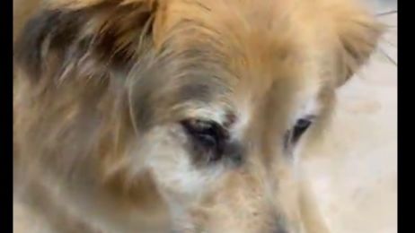 Ян побывал на грумминге в салоне DOGCLASS
