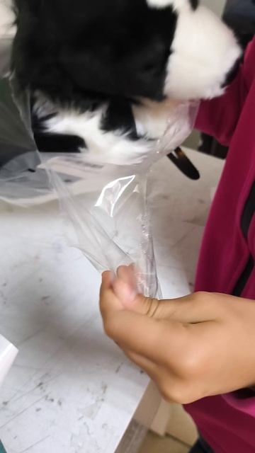 МОЙ ДУГЛАС😃💕💕