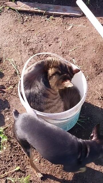 Мои помощнички!