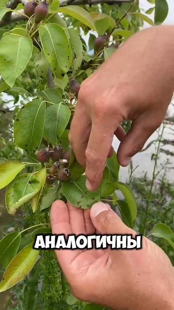Черные пятна на яблоне и груше - как спасти урожай?
