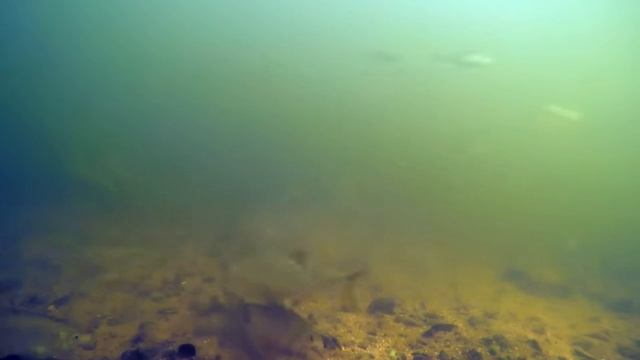 Подводная камера..Фидер на реке под водой. Что скрыто от наших глаз?!