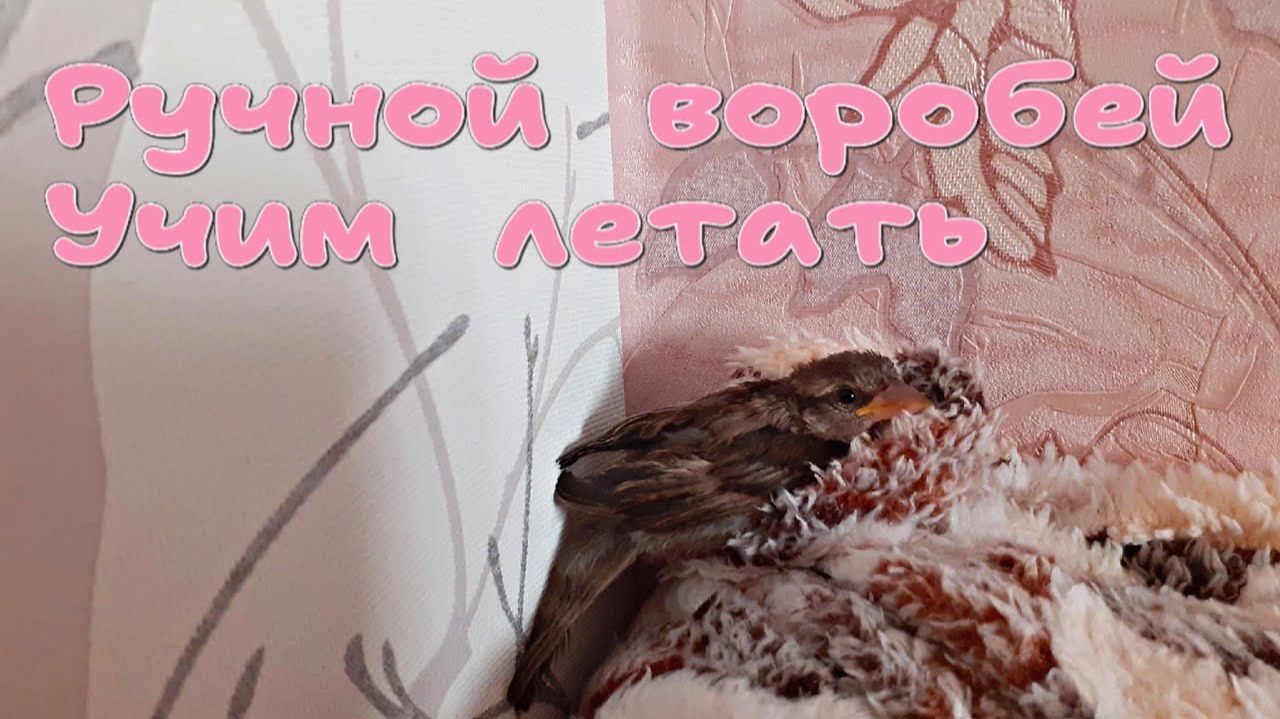 Учу птенца воробья летать дома. Как учится летать птенец воробья?!