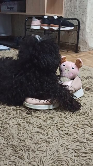 #СОБАКА Собачка Айза забрала свою любимую игрушку. Сделала домик и сидит охраняет.