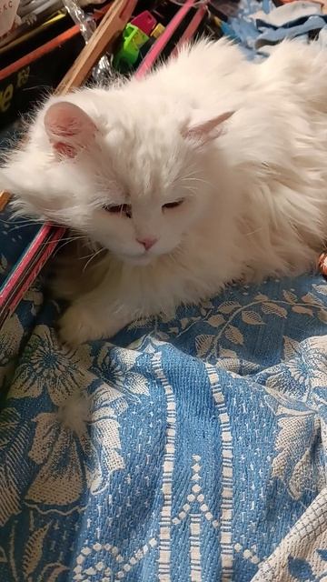 Кошка