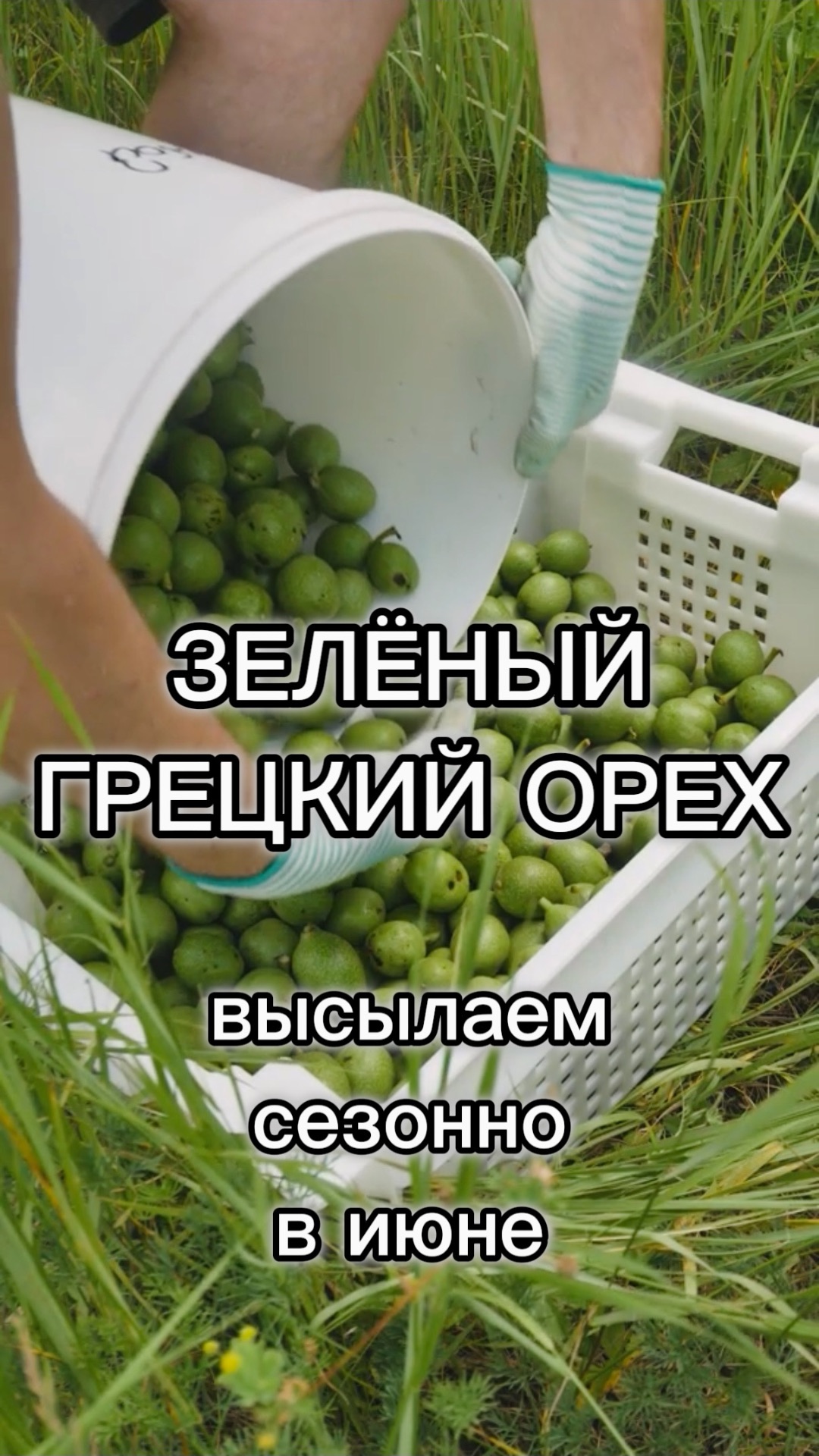 Зелёные грецкие орехи высылаем сезонно