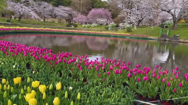 САДЫ ЯПОНИИ. ФЕСТИВАЛЬ ЦВЕТОВ  В ПАРКЕ НА ОЗЕРЕ ХАМАНА Lake Hamana Flower Festival 2025