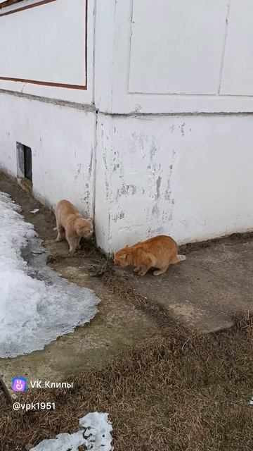 ДВА РЫЖИХ