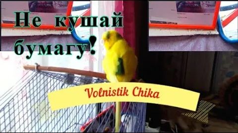 Попугай наелся бумаги!? Что делать если волнистый попугай грызет бумагу!?