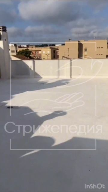 Стриж взлетает с земли