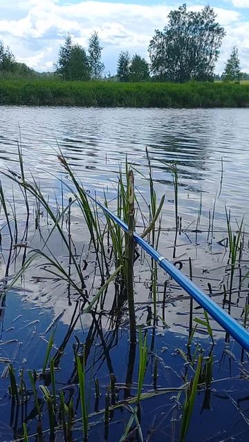 Мёд для глаз и ушей, рыбалка на поплавочную снасть.