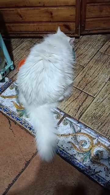 Кошка, откройте описание к этому видео