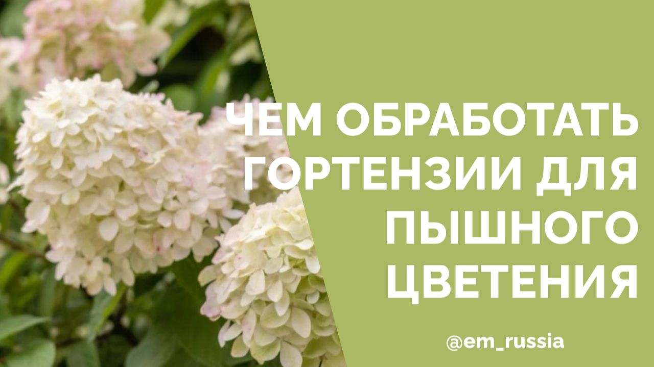 Чем обработать гортензии весной для пышного цветения и здоровых кустов