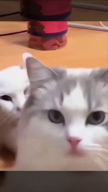 А ну не подсматривать! 😾