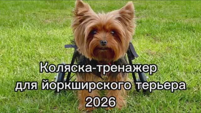 Коляска-тренажер для йоркширского терьера
