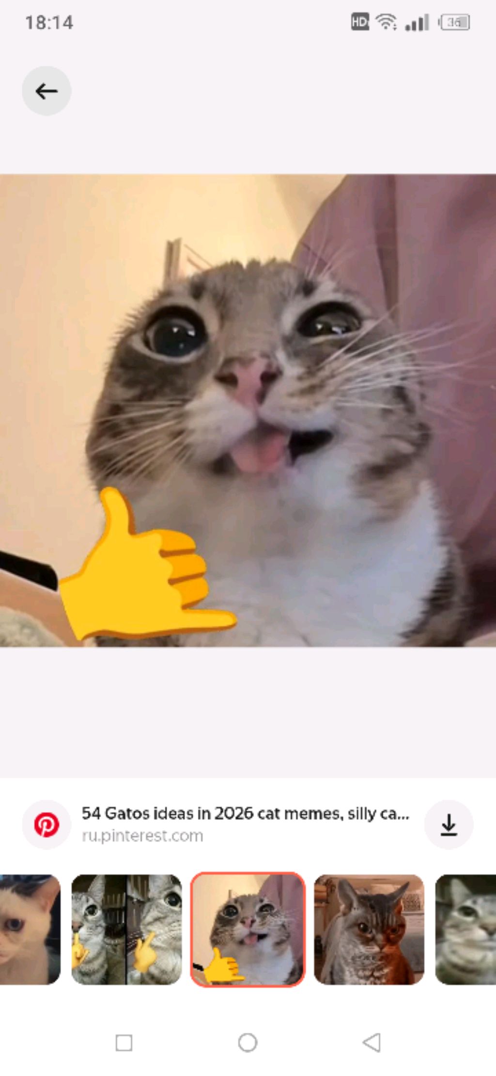 Я и буси (кот)😻