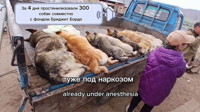 РАБОТА ФОНДА БРИДЖИТ БОРДО В БУРЯТИИ