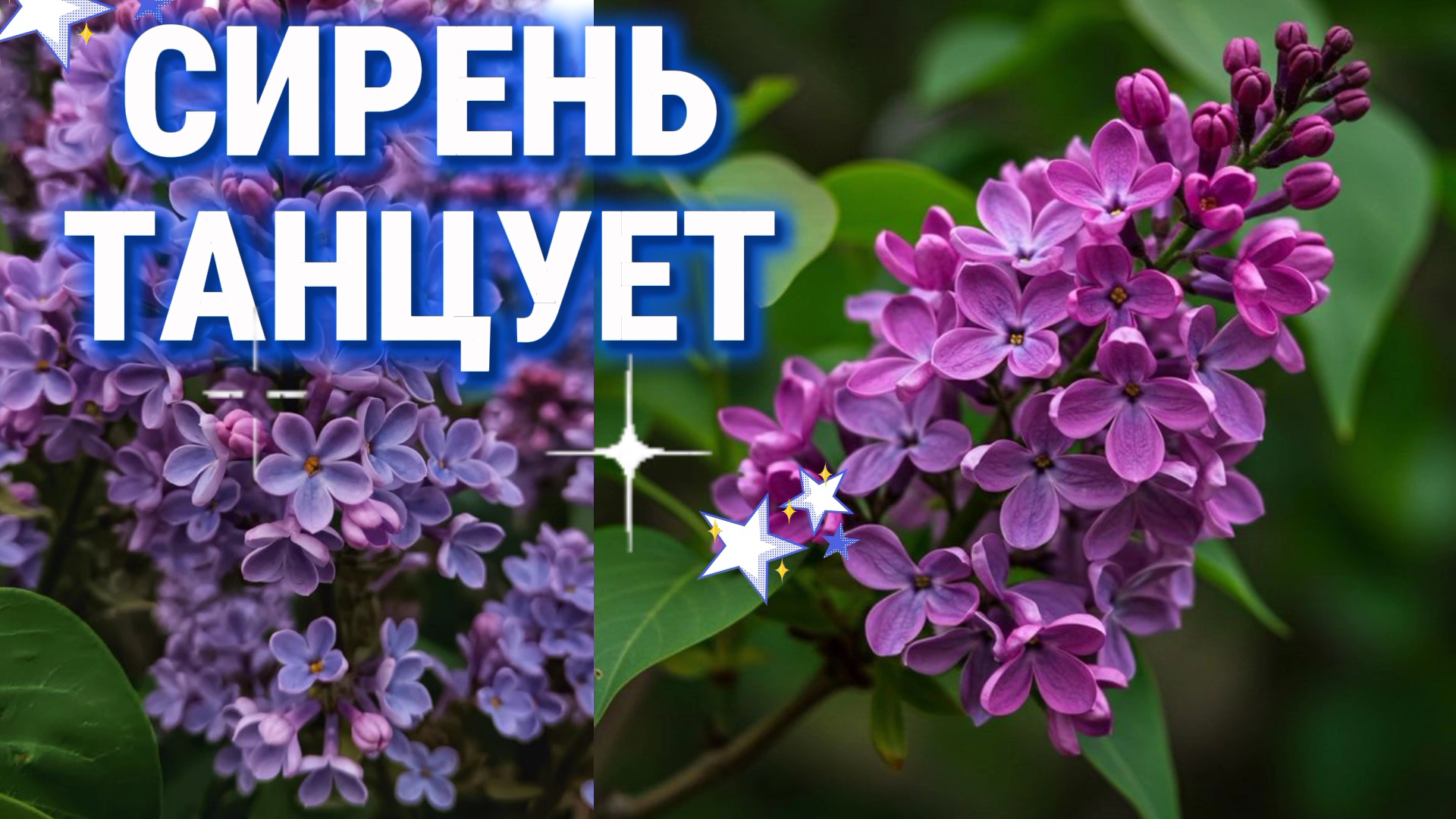Сирень танцует,а вы думали ветер. Ароматное время сирени успейте насладиться Букеты сирени.