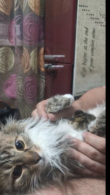 Майор на коте