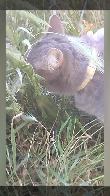 Коржик😍