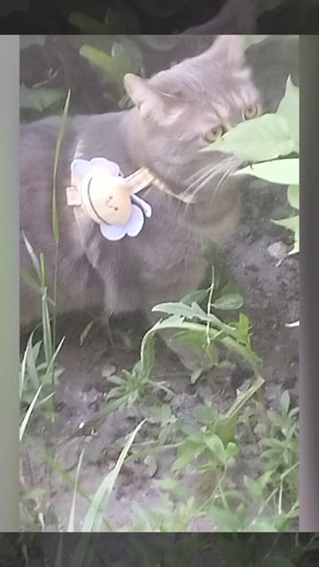 Коржик нашел еду.
