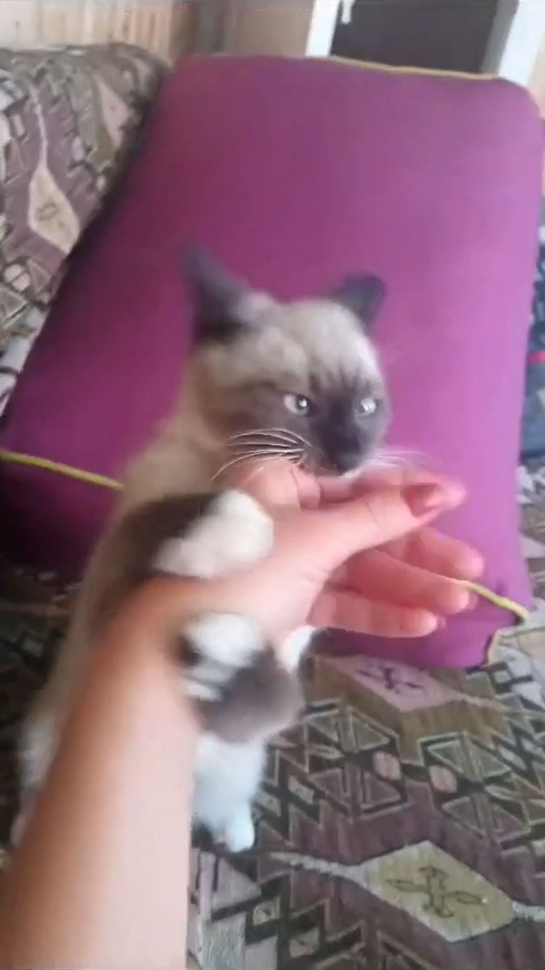 Котёнок атакует