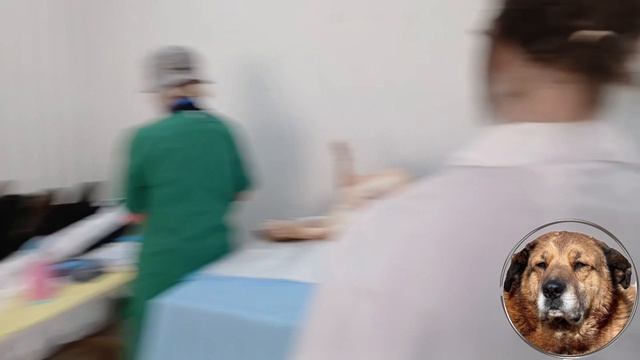 ПРОСТЕРИЛИЗОВАЛИ 300 СОБАК