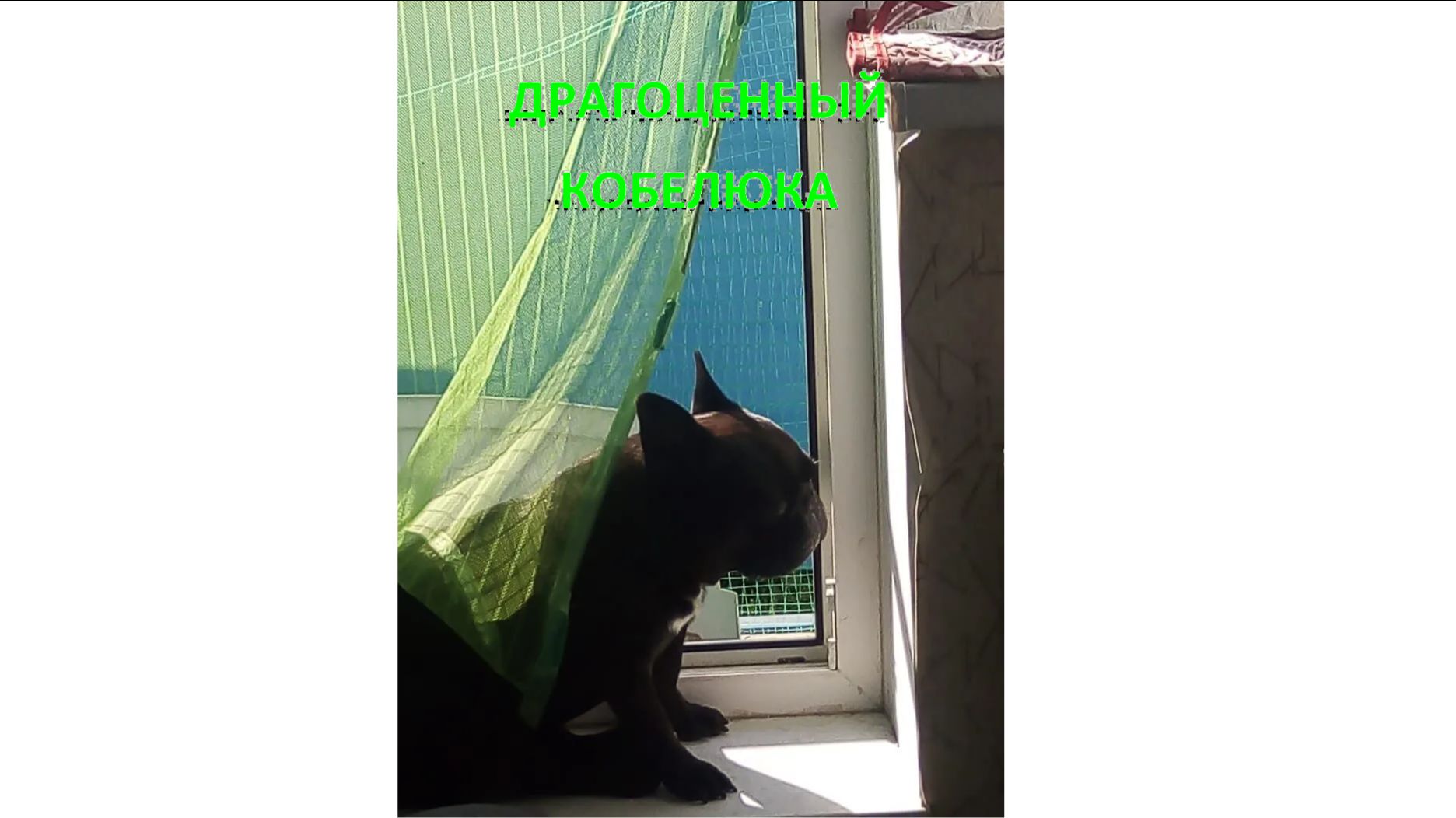 БЛОГ. ДРАГОЦЕННЫЙ КОБЕЛЮКА. БЭСЕЧКА И ДОЛЕЧКА