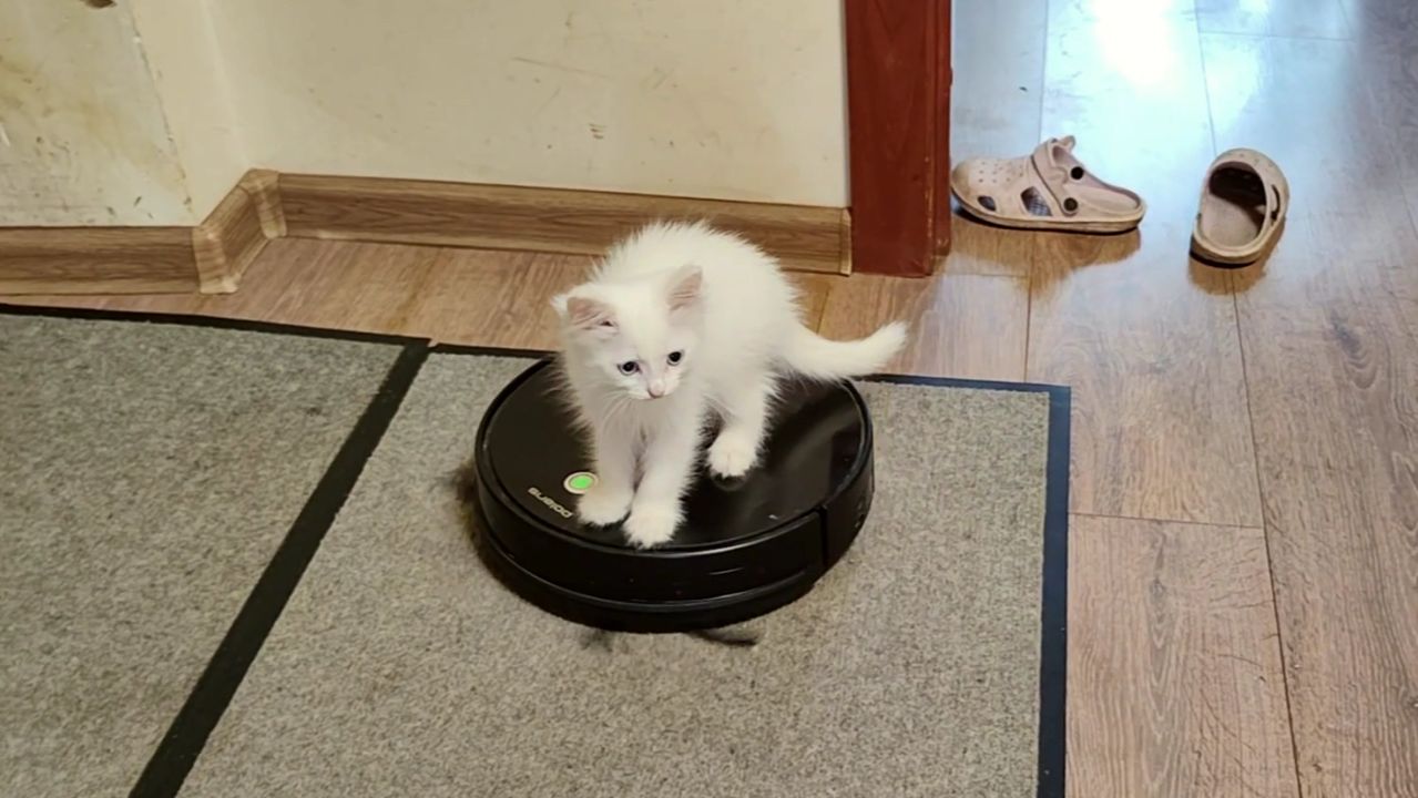 Котенок Микки и робот-пылесос. Часть 2.