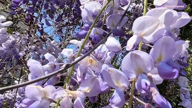 Красивое, успокаивающее видео для релакса, приятная музыка