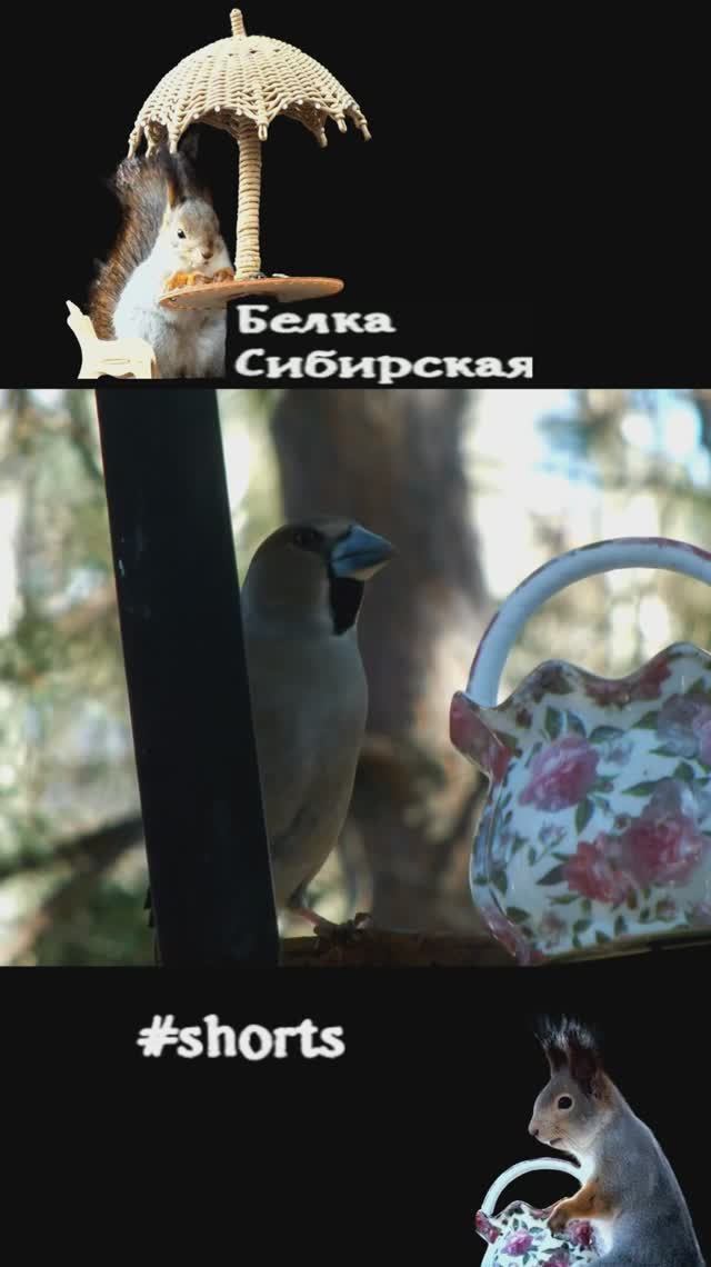 Дубонос на кормушке картине