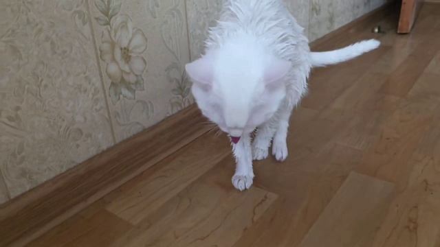 Милка после помывки