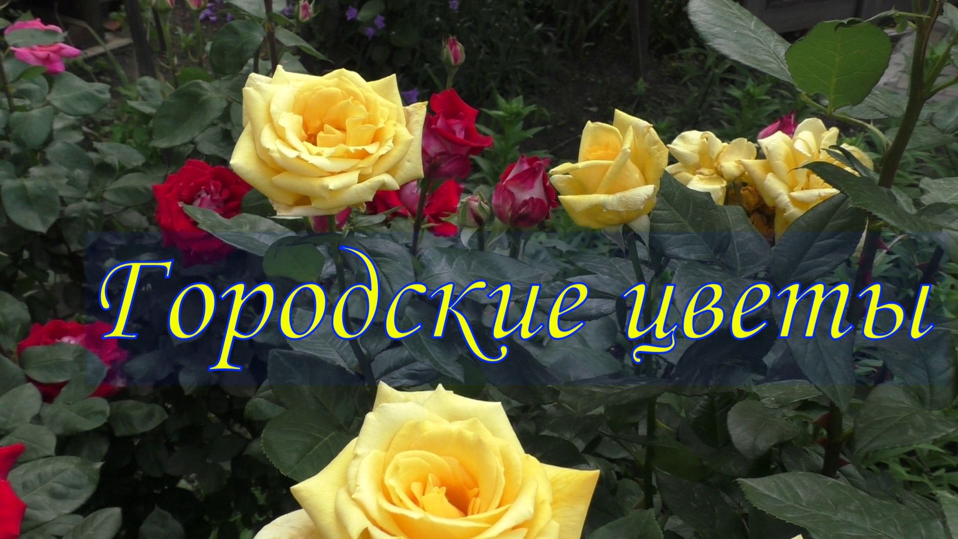 Городские цветы
