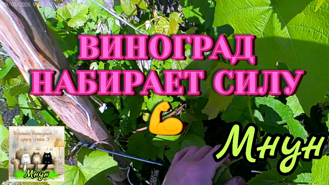 Виноград набирает силу💪👍🤗