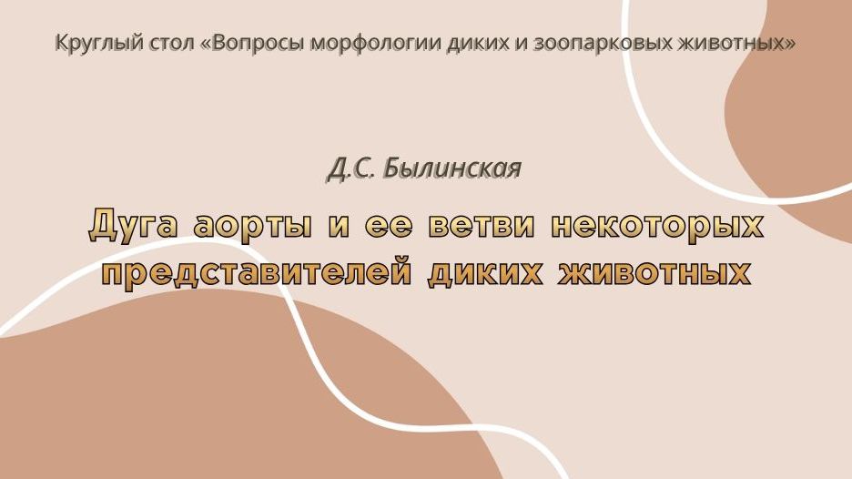 Д.С. Былинская «Дуга аорты и ее ветви некоторых представителей диких животных»