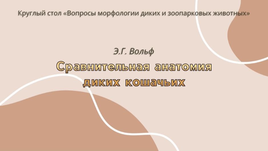 Э.Г. Вольф «Сравнительная анатомия диких кошачьих»