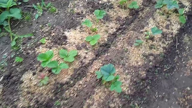 Подкормка клубники во время цветения для размера ягод и сахаристости