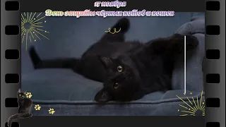 Музыка ✰✰✰ Black Cat ✰✰✰ 17 ноября - День защиты чёрных котов и кошечек #какойсегодняпраздник